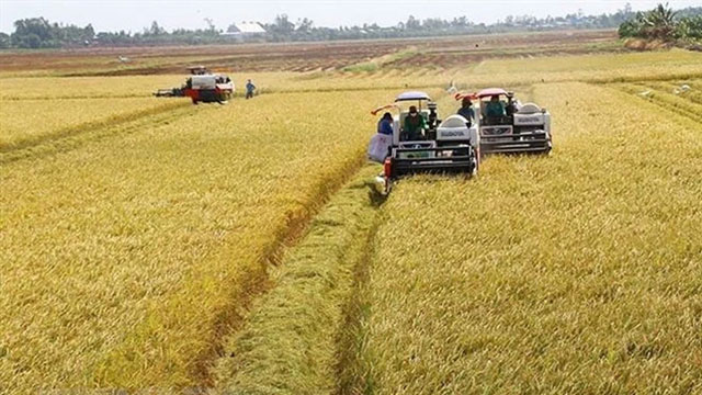 Giá lúa gạo tại Đồng bằng sông Cửu Long ngày 6/7 – Công ty TNHH Tấn ...